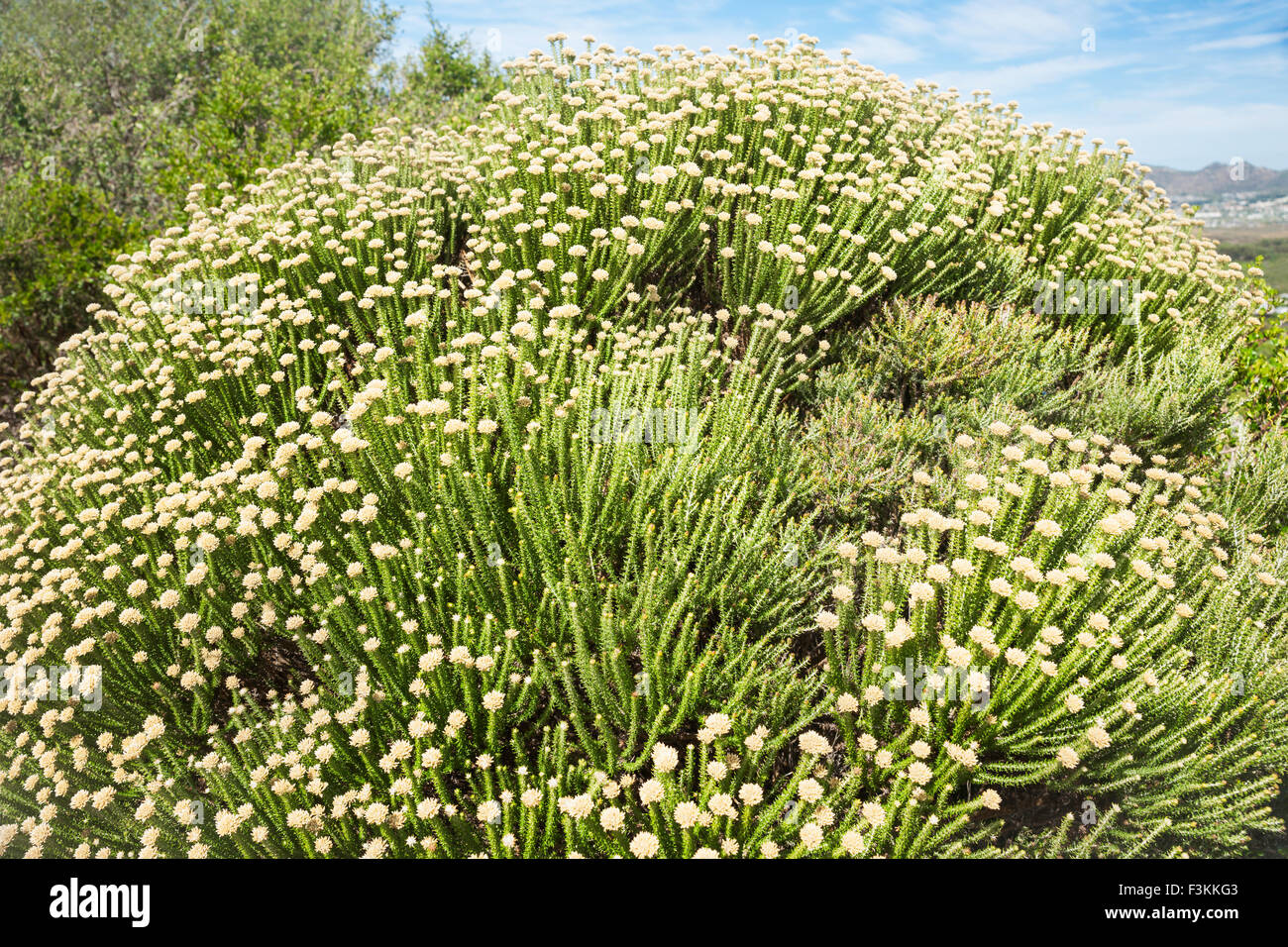 Fynbos vegetation, endemic to South Africa, Cape Peninsula, South ...