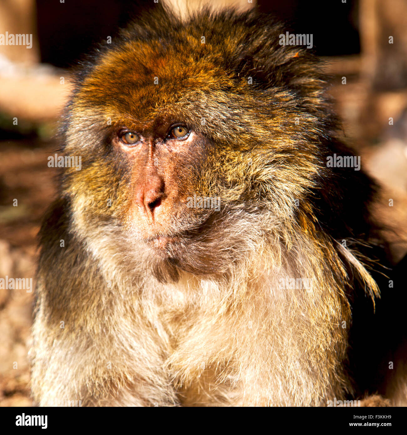 old monkey in africa morocco and natural background fauna close up ...
