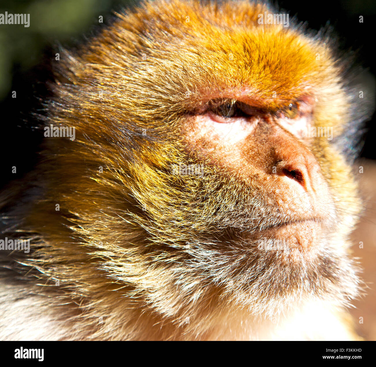 old monkey in africa morocco and natural background fauna close up ...