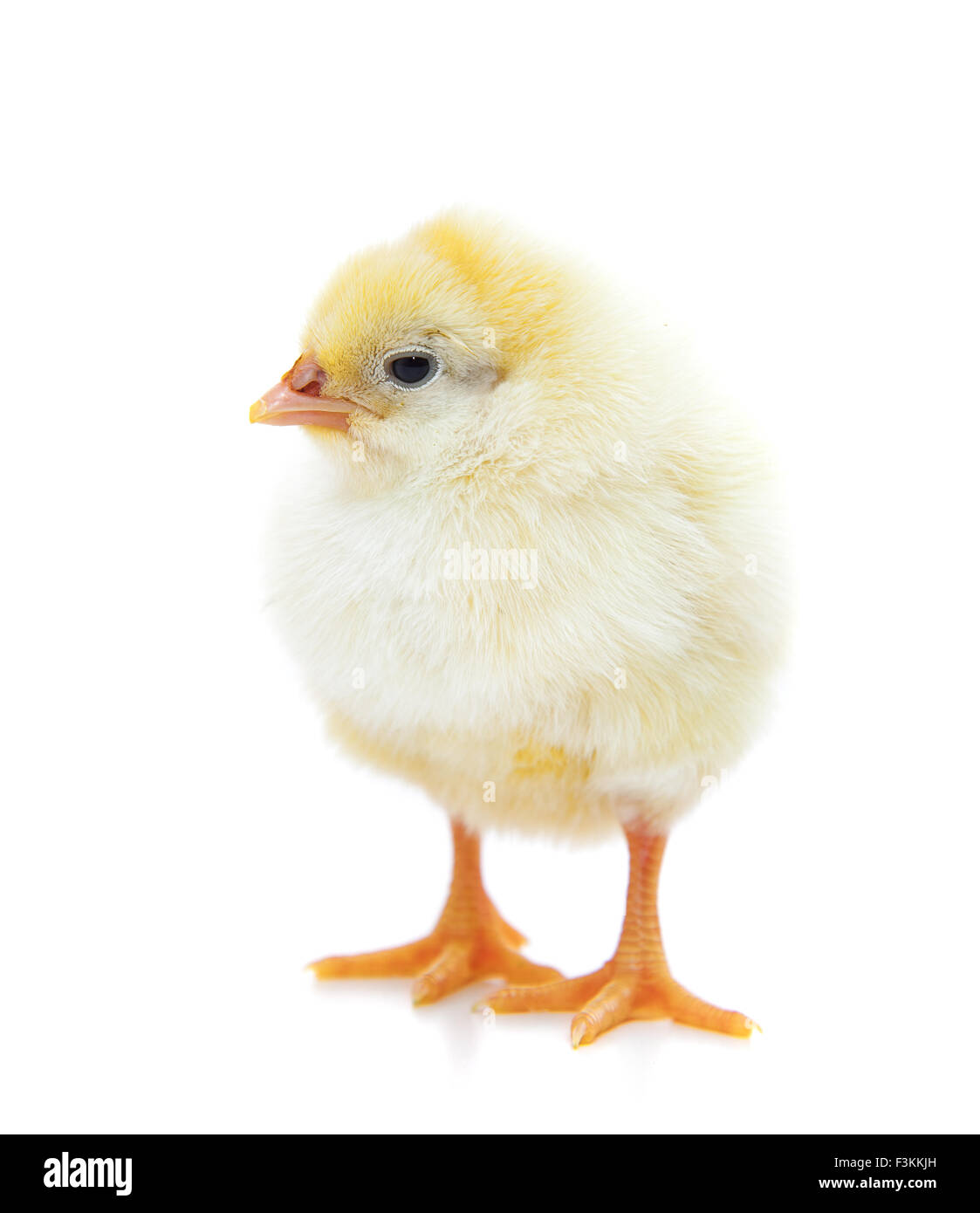 Cute little chick. All on white background Stock Photo - Alamy