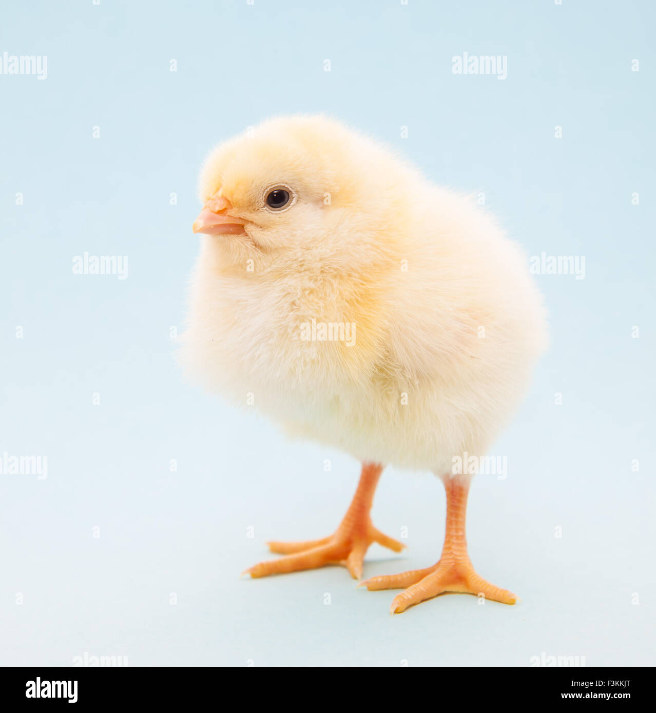 Cute light blue background hi-res stock photography and images - Alamy