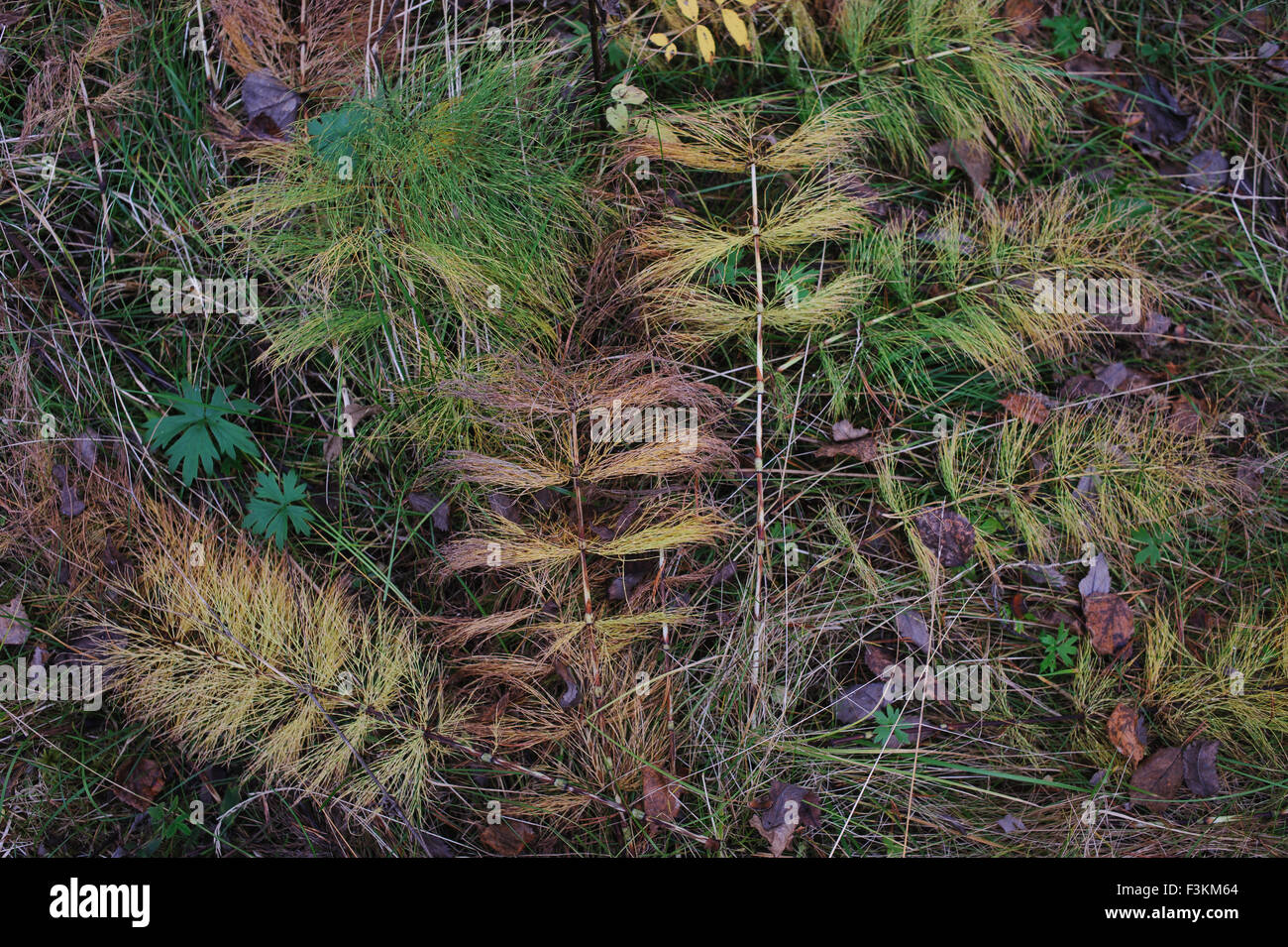 Plants in autumn forest. Horse-tails Stock Photo - Alamy