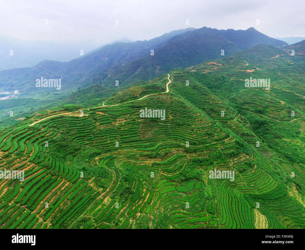 Fujian province tea plantation hi-res stock photography and images - Alamy