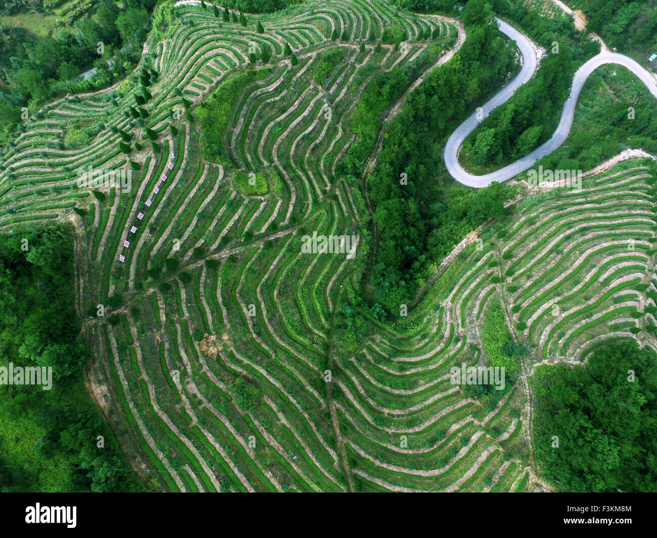 Fujian province tea plantation hi-res stock photography and images - Alamy