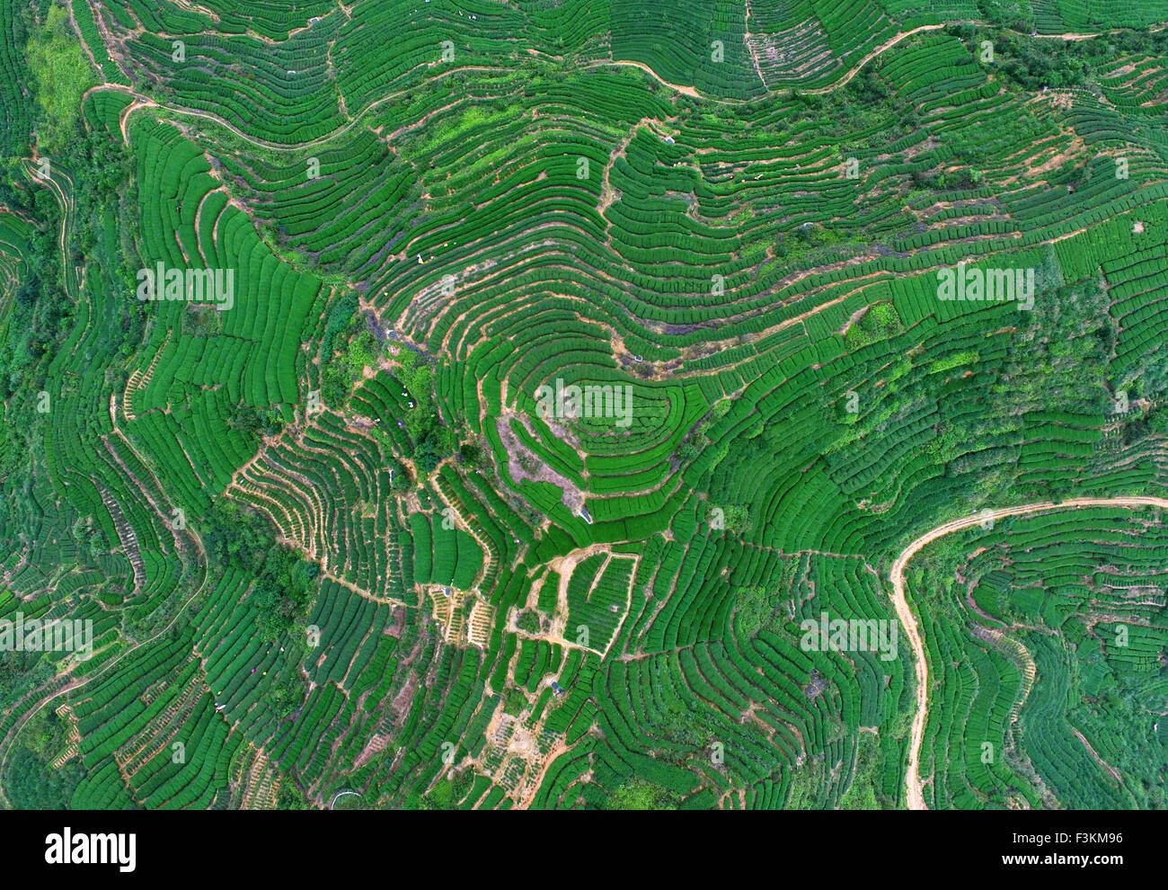 Fujian province tea plantation hi-res stock photography and images - Alamy