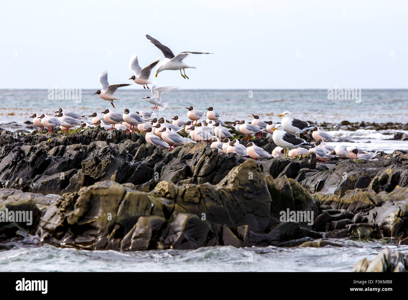 Birds of the Falkland Islands. Brown Hooded Gulls and kelp Gulls on the ...