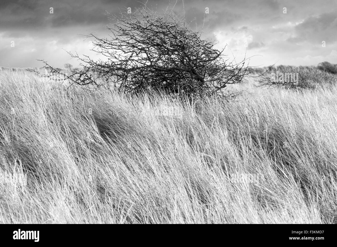 Thorny Bush Stock Photos & Thorny Bush Stock Images - Alamy