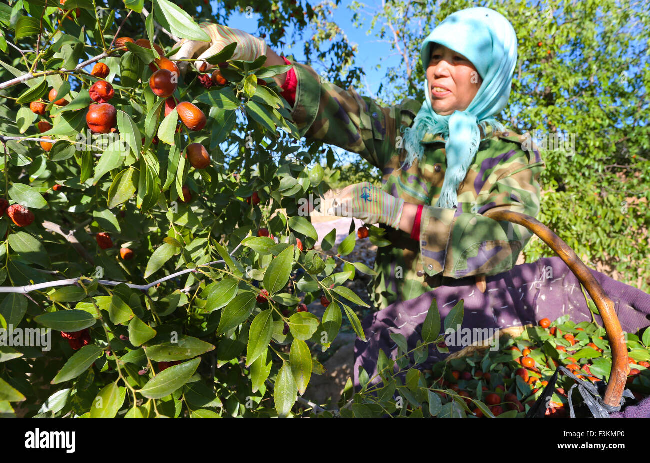 Zhangye, China's Gansu Province. 8th Oct, 2015. Villager Song Lanxiang ...