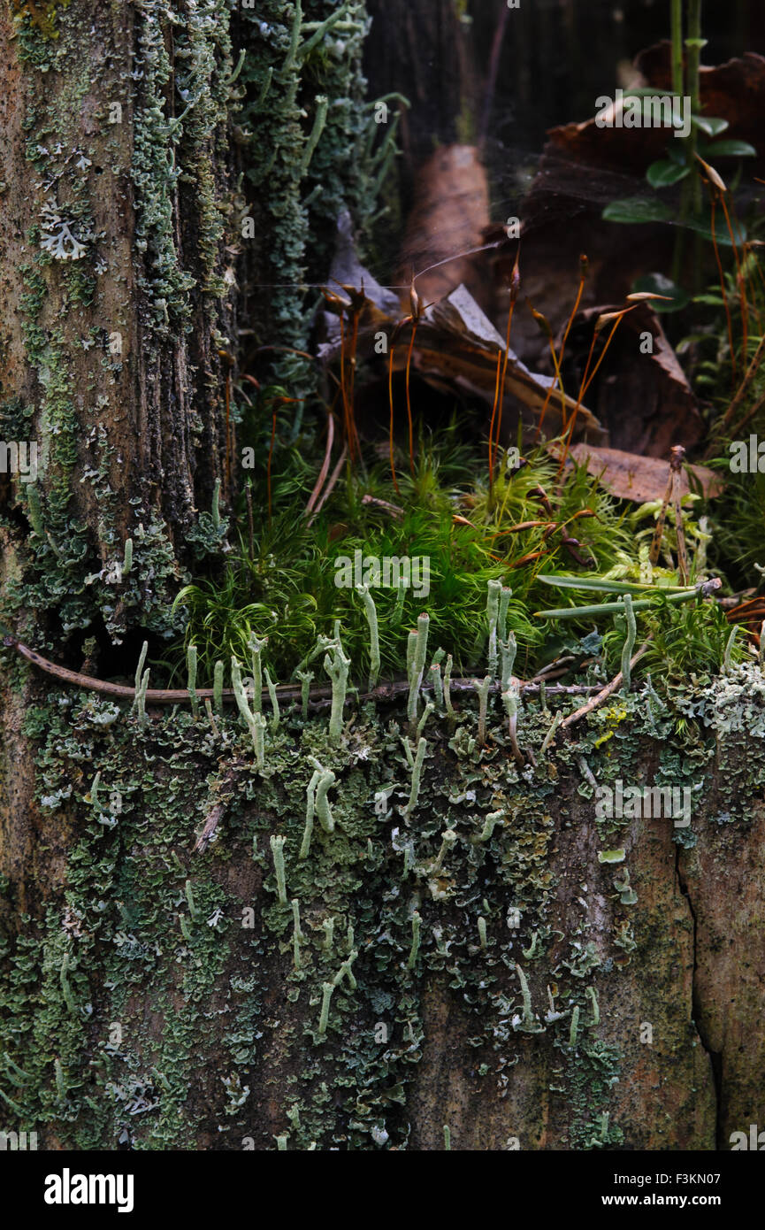 Moss and lichen in forest. close up background Stock Photo - Alamy