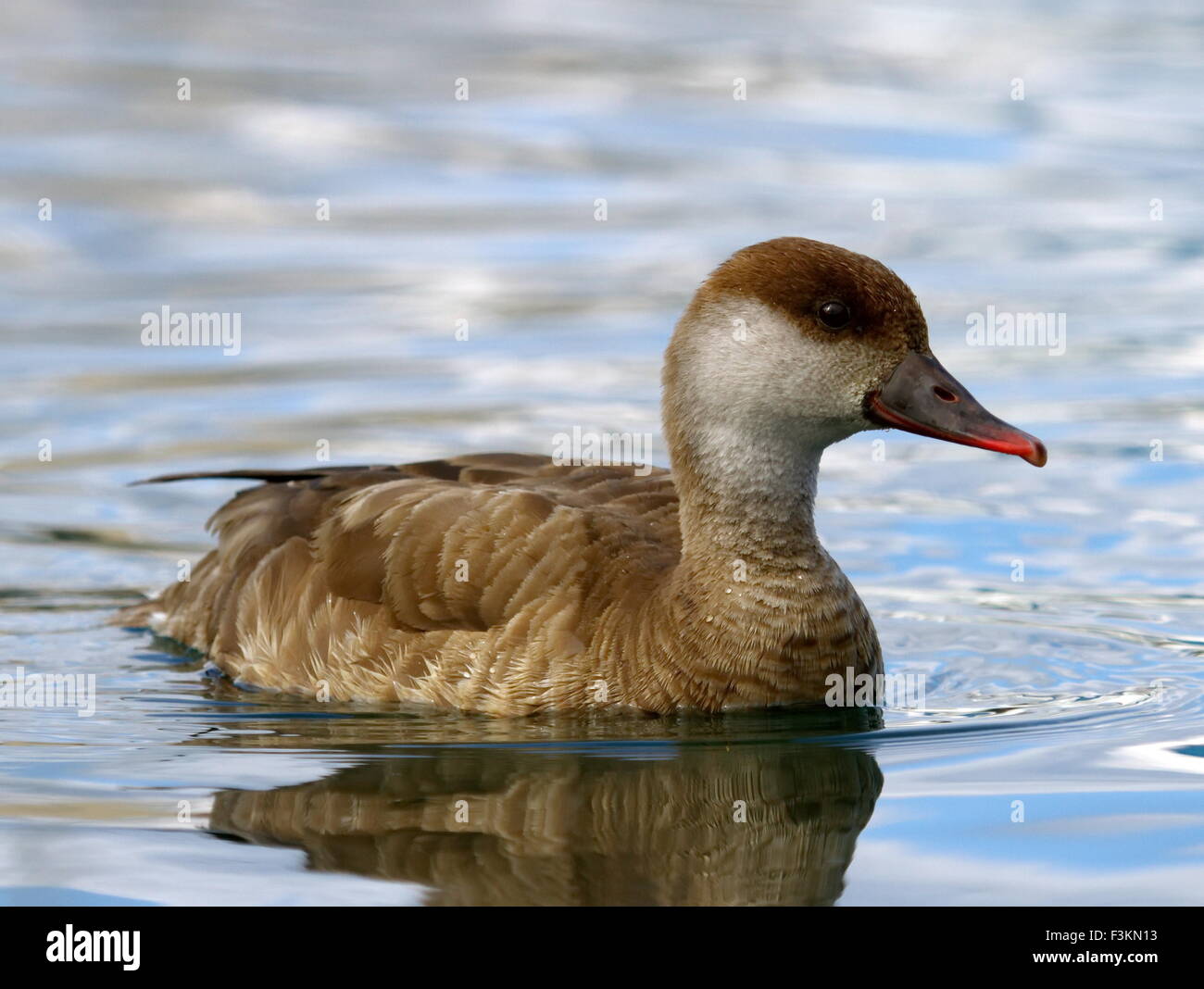 Red-crested female pochard duck, netta rufina, portrait Stock Photo - Alamy