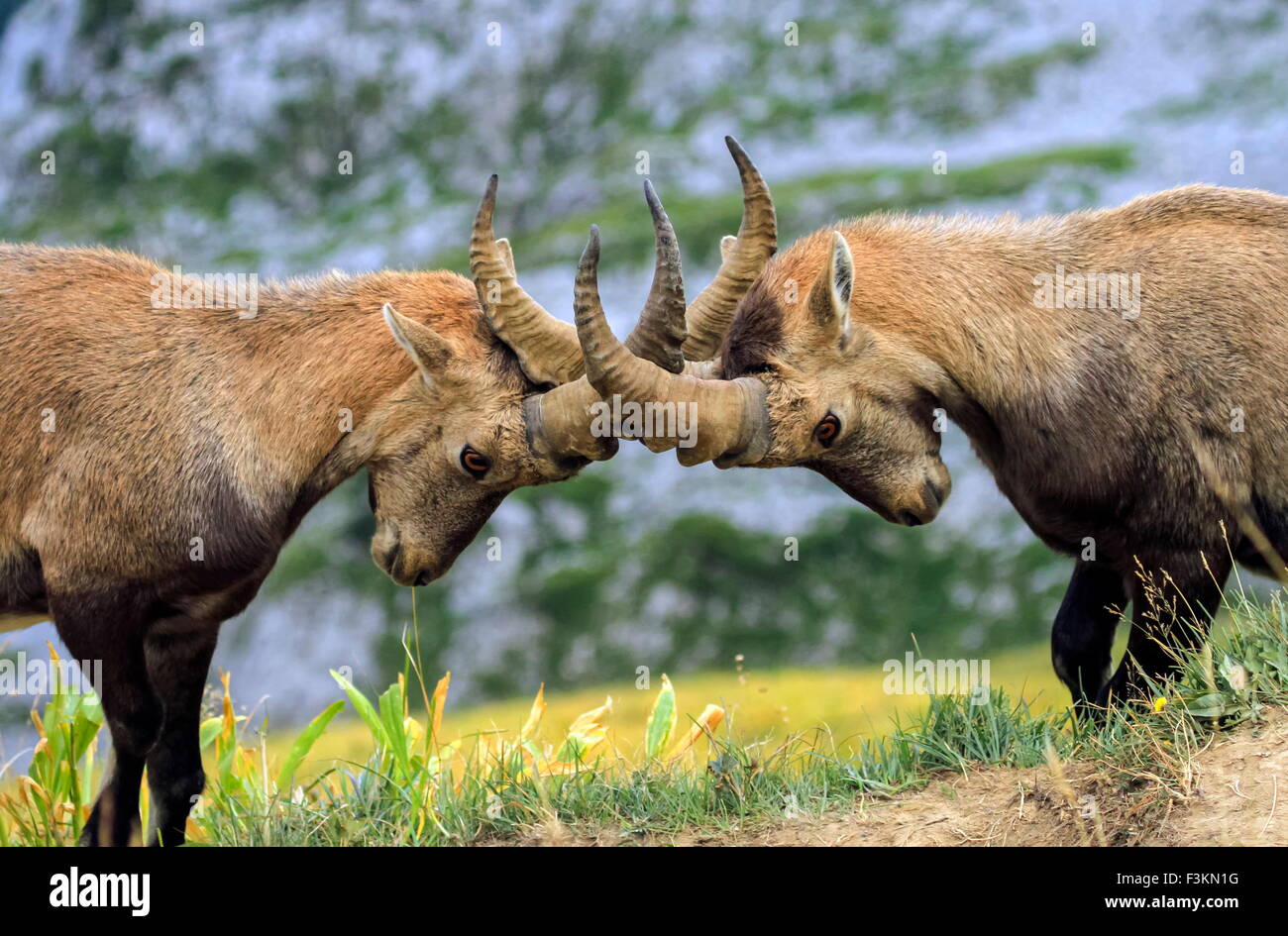 Ibex fighting hi-res stock photography and images - Alamy