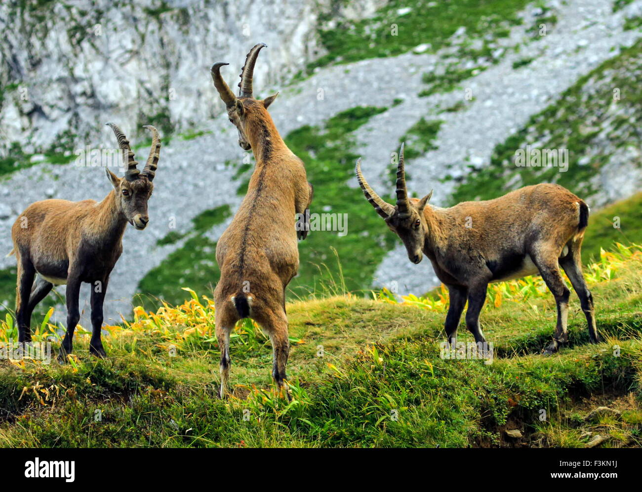 Ibex fighting hi-res stock photography and images - Alamy