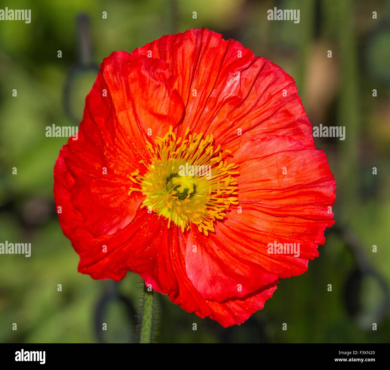 Closeup on beautiful red papaver flower in nature Stock Photo - Alamy