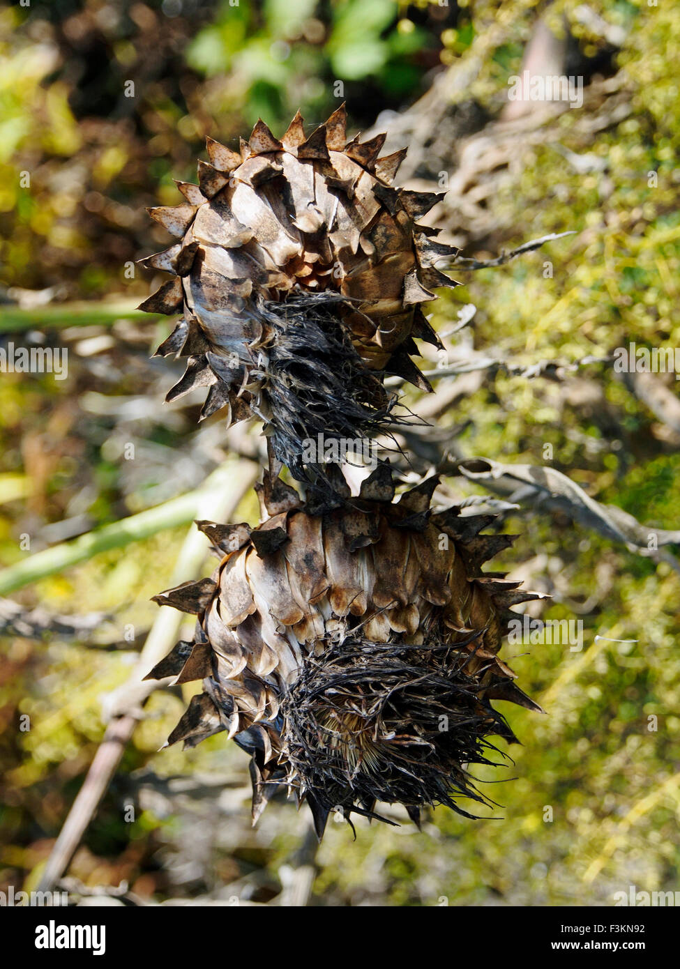 Autumn seed heads of Cynara Cardunculus or Cardoon, also known as ...