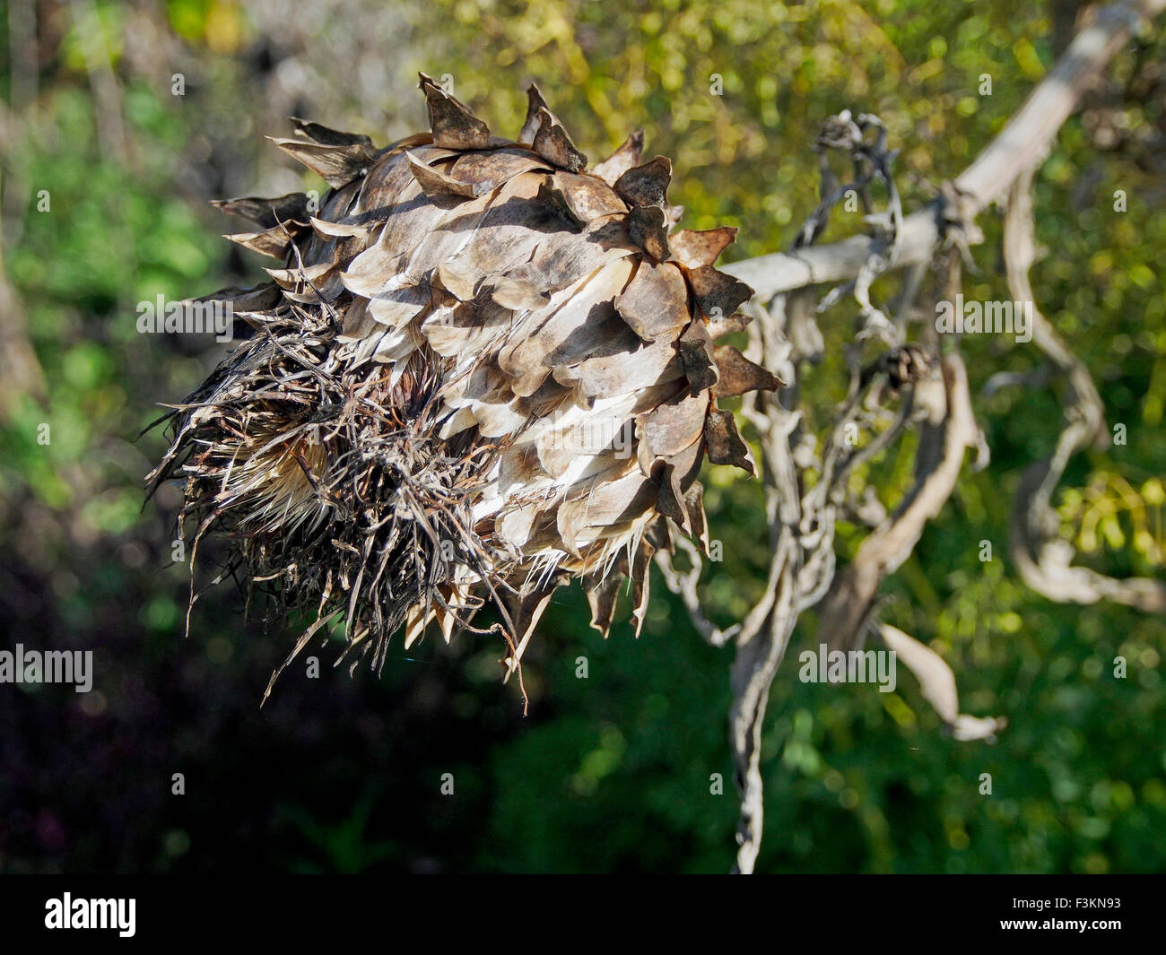 Cardunculus artichoke thistle seed heads hi-res stock photography and ...