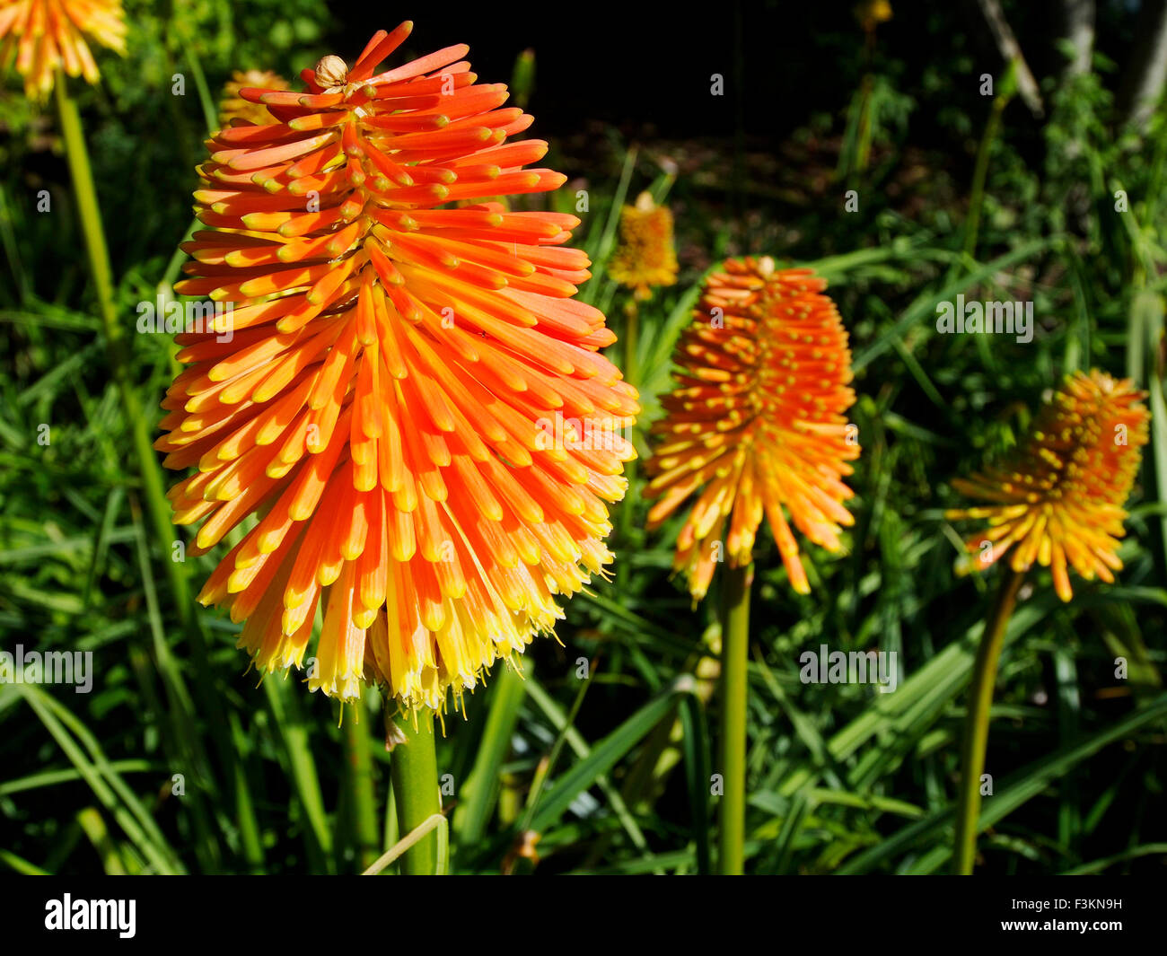 Kniphofia, also known as Torch Lily, Red Hot Poker, Rocket Flower ...