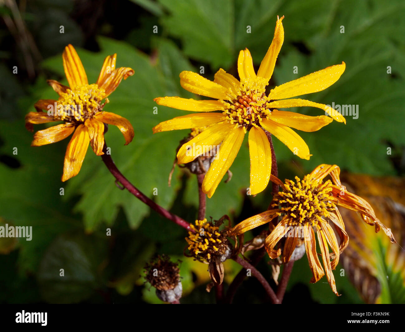 Leopard plant hi-res stock photography and images - Alamy
