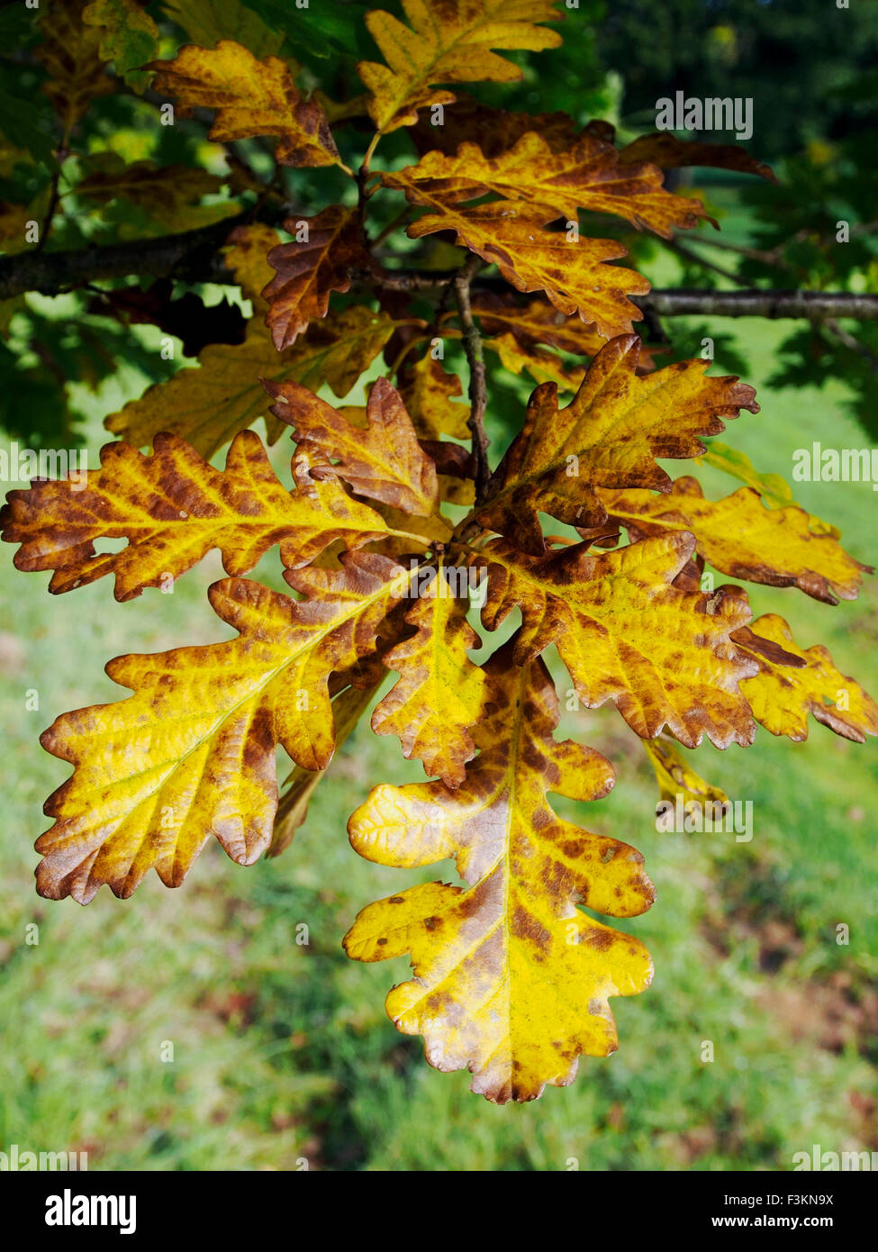 Oak tree species hi-res stock photography and images - Alamy
