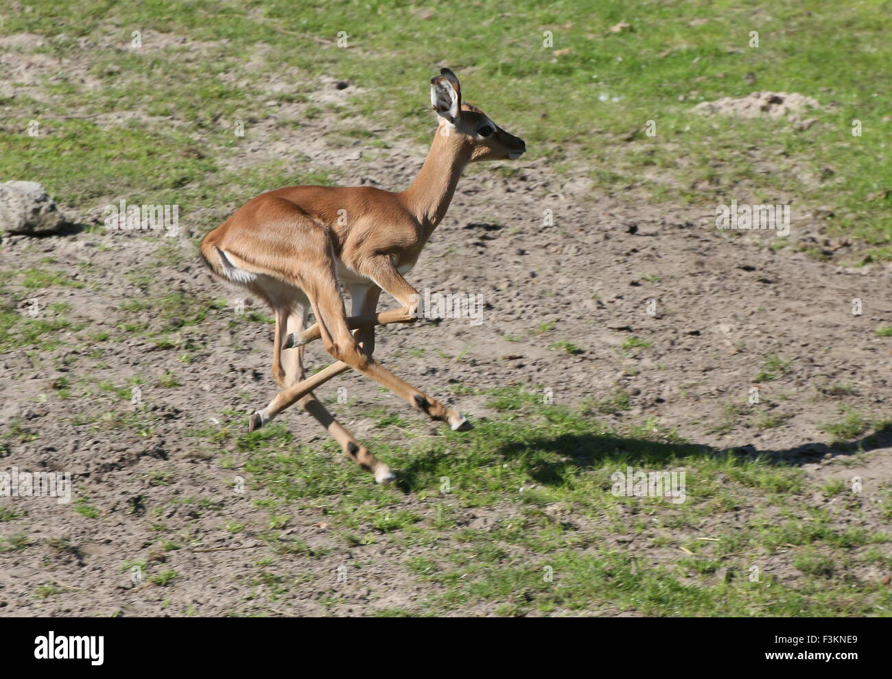 Impala calf running hi-res stock photography and images - Alamy