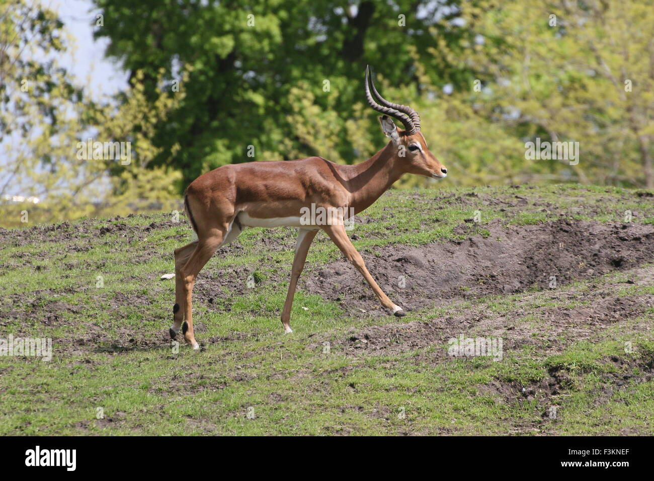Mature south african impala buck hi-res stock photography and images ...