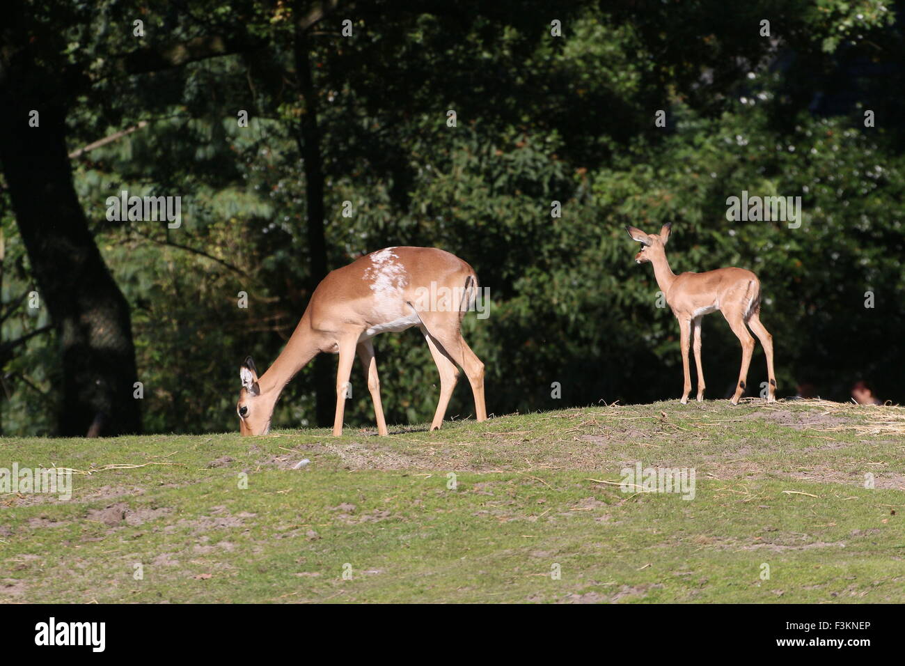 Leaping impala hi-res stock photography and images - Alamy