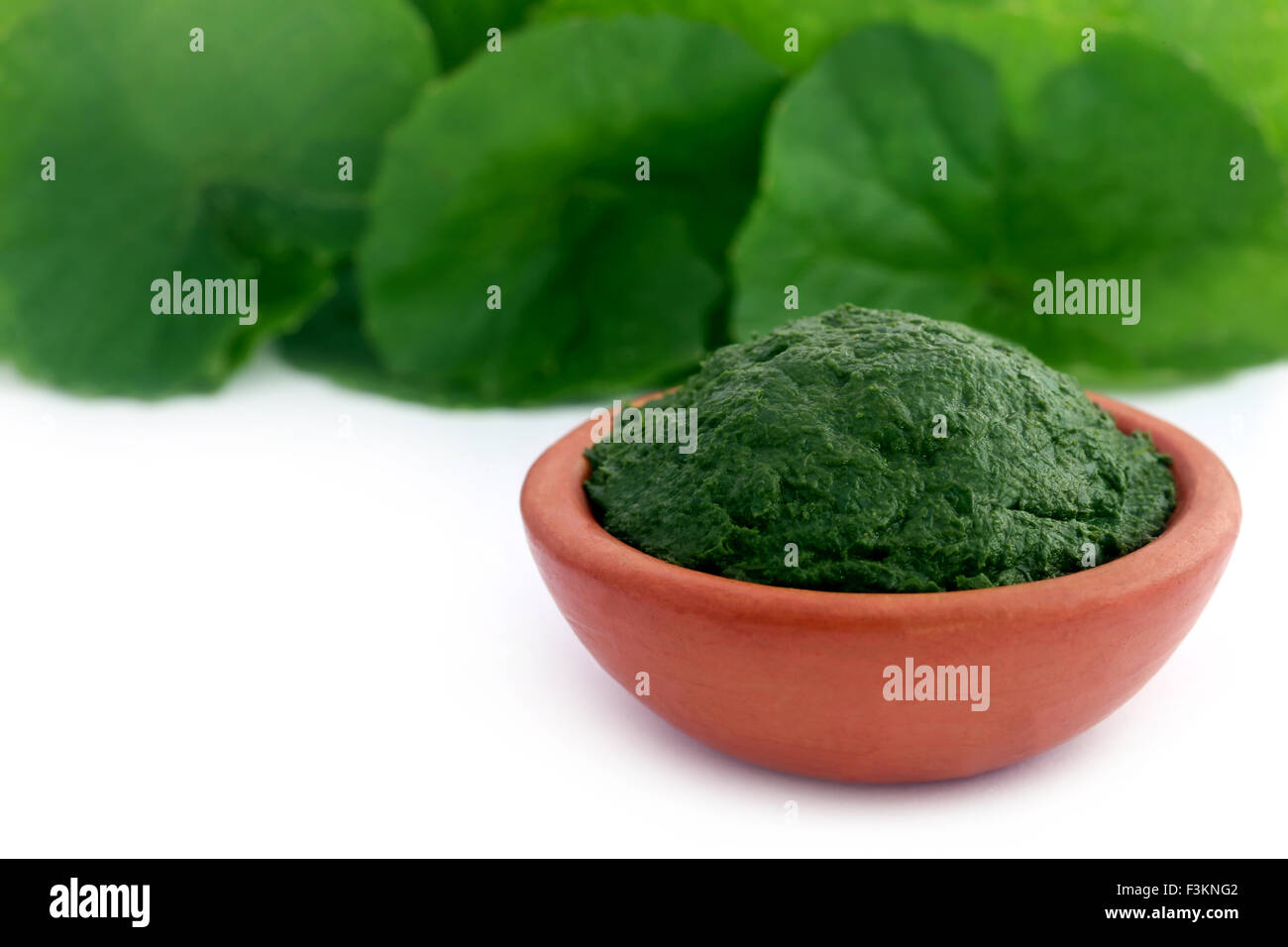 Fresh and crushed medicinal thankuni leaves Stock Photo - Alamy