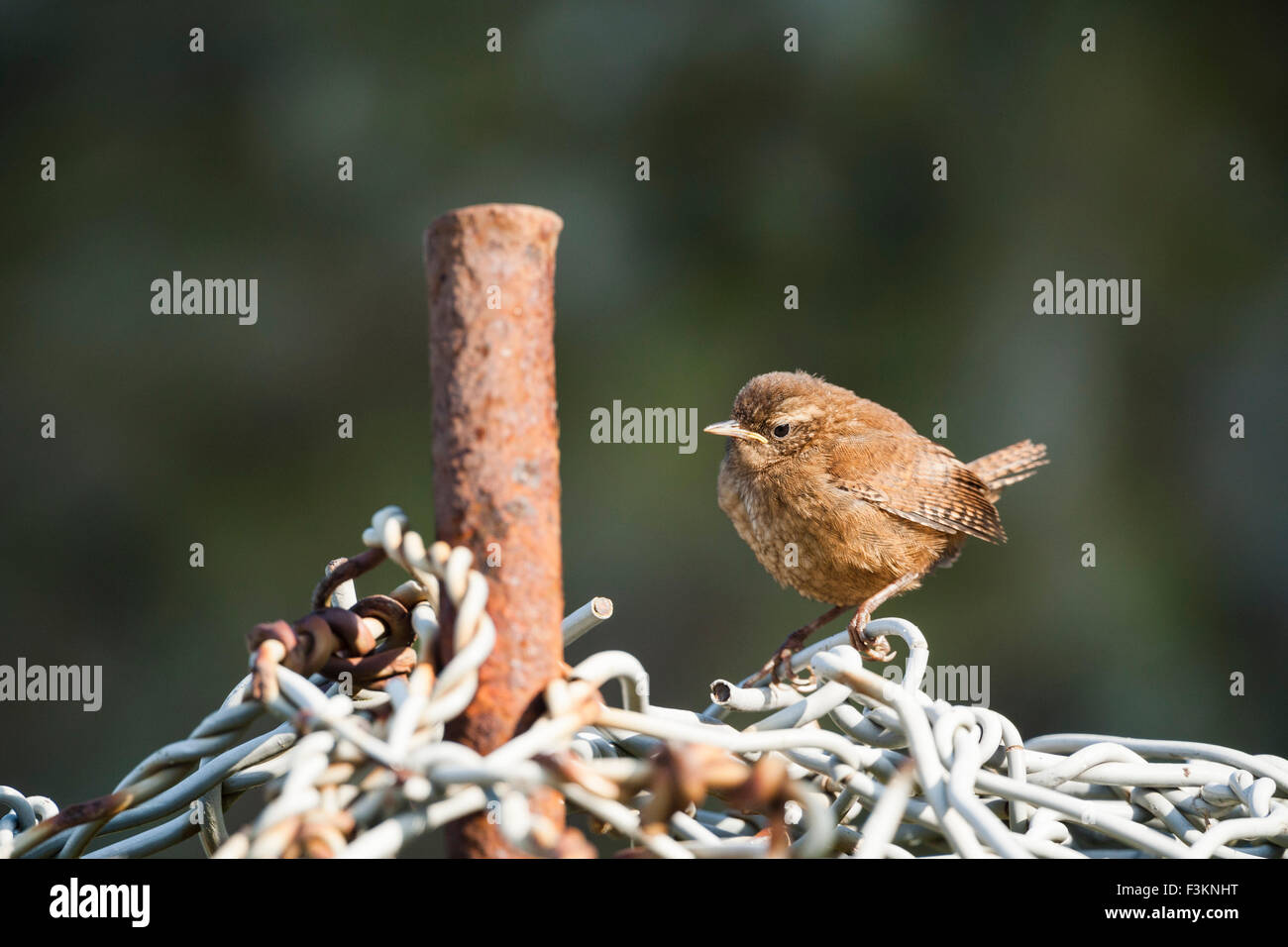 Fair Isle Wren (Troglodytes troglodytes fridariensis), juvenile, Fair ...