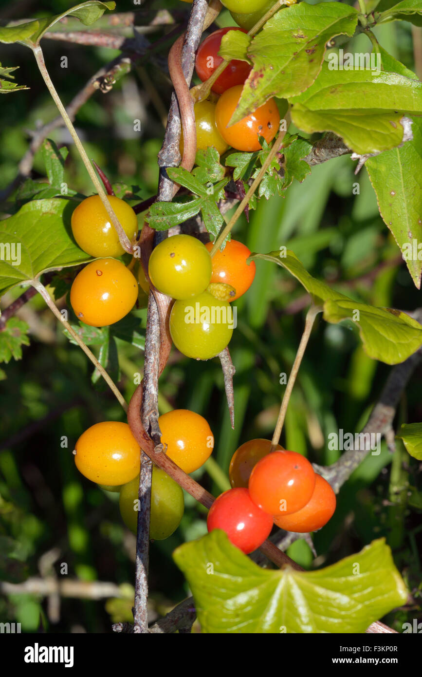Black Bryony Berries - Tamus communis Stock Photo - Alamy