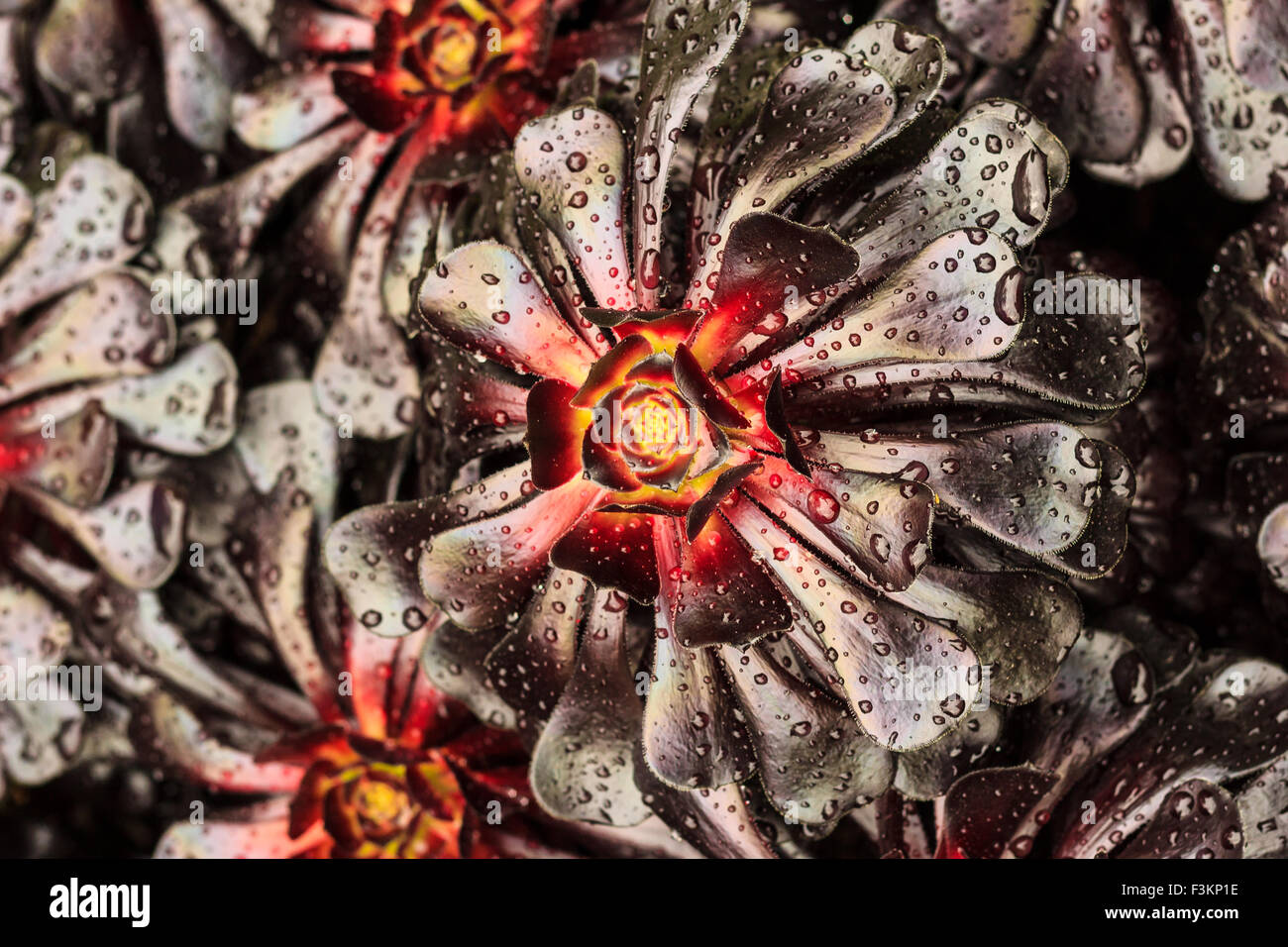 Flower, Beautiful, Detail, colour, color, colourful, colorful, colors ...