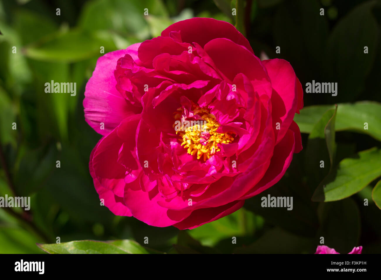 Flower, Beautiful, Detail, colour, color, colourful, colorful, colors ...