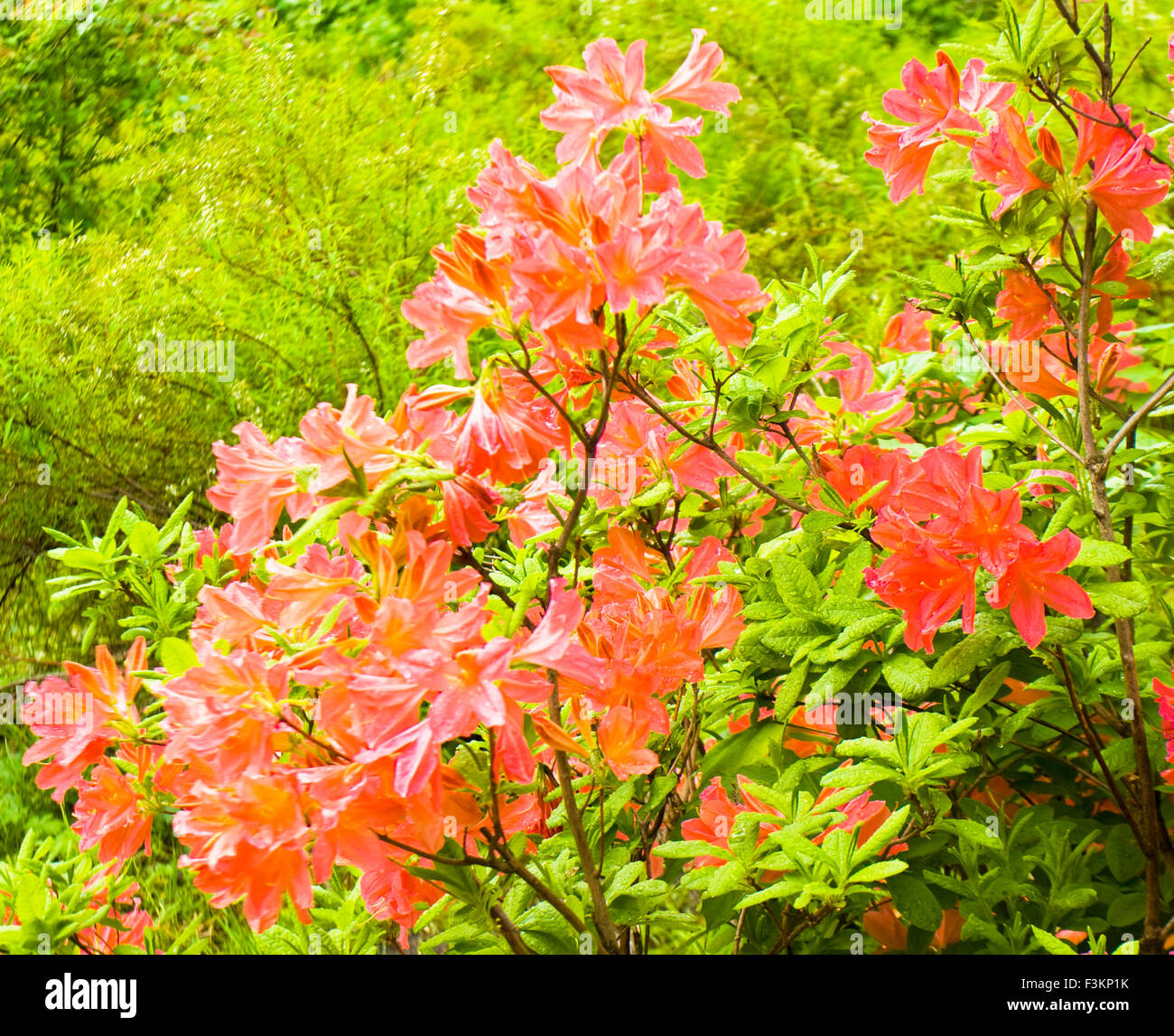 Shrub of tropical plant rhododendron with many red flowers Stock Photo ...
