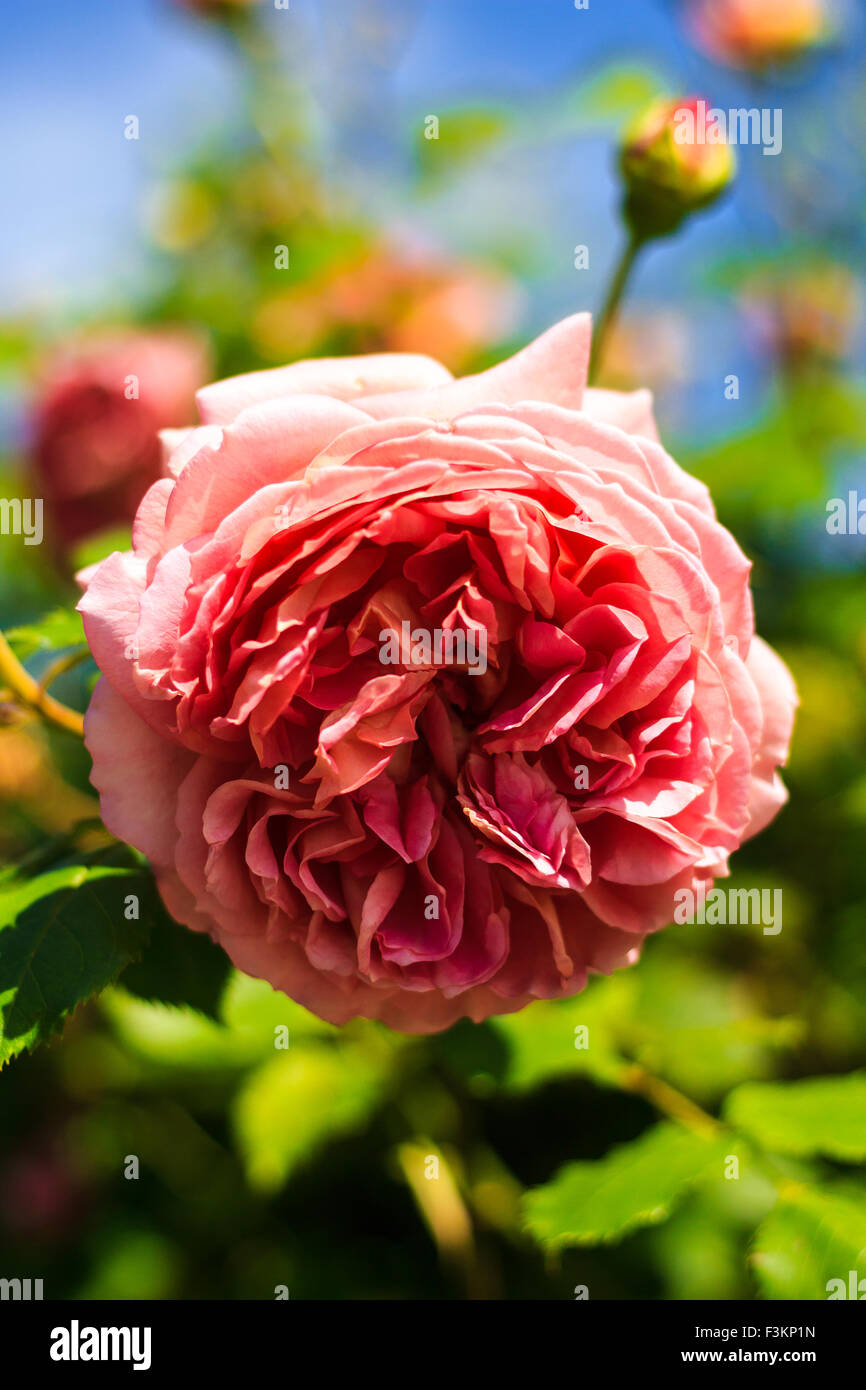 Flower, Beautiful, Detail, colour, color, colourful, colorful, colors ...