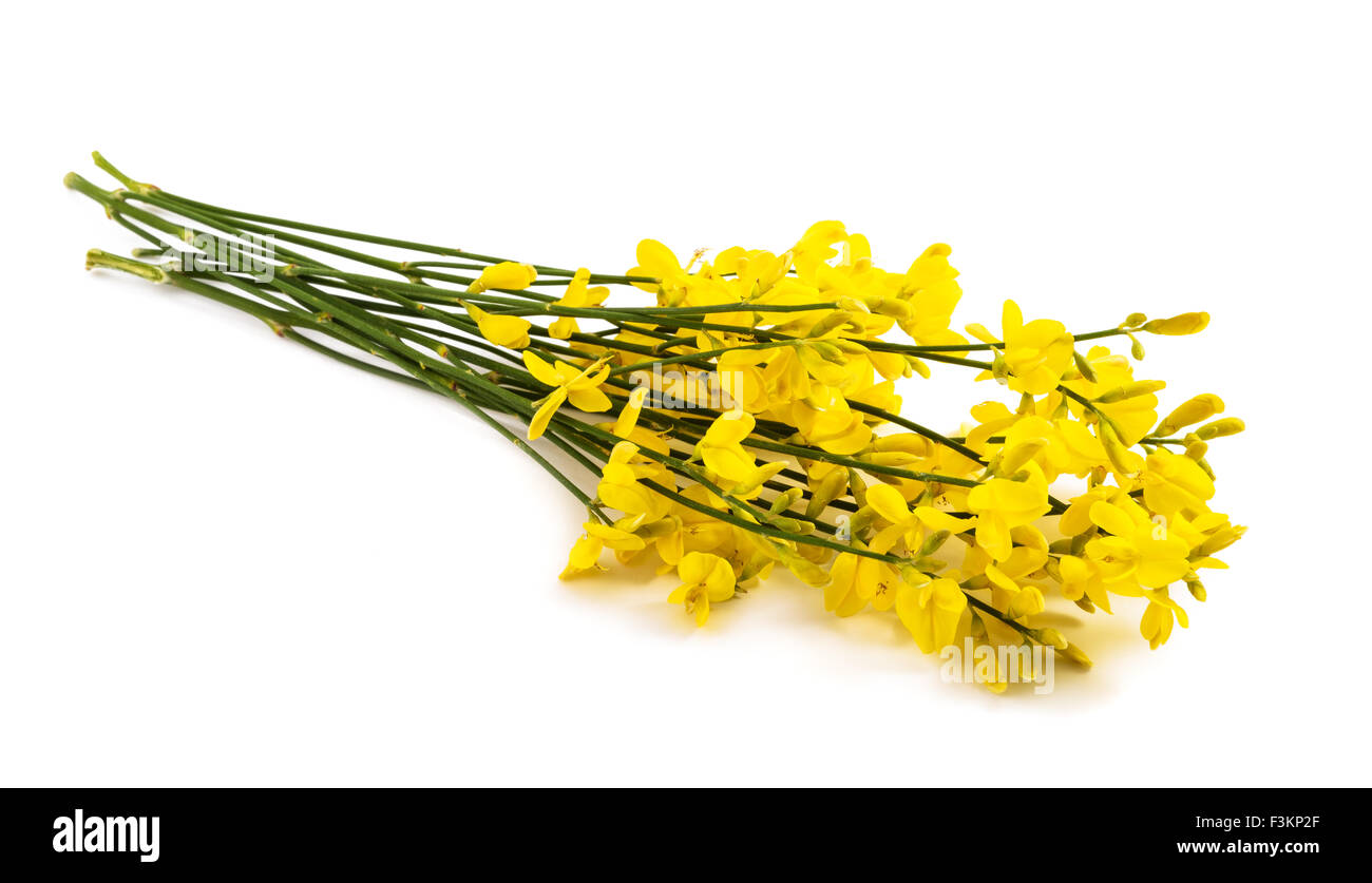 Weavers broom hi-res stock photography and images - Alamy