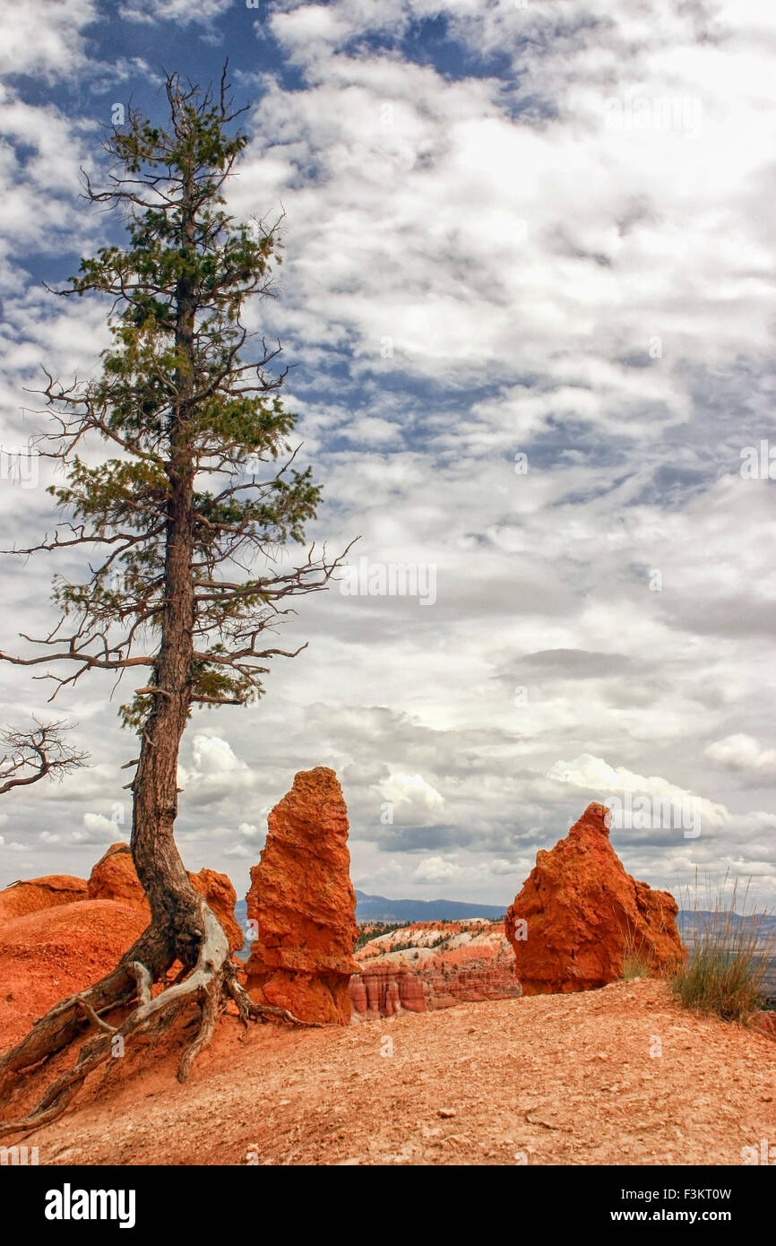 Pnnacles and a tree at bryce canyon Stock Photo - Alamy