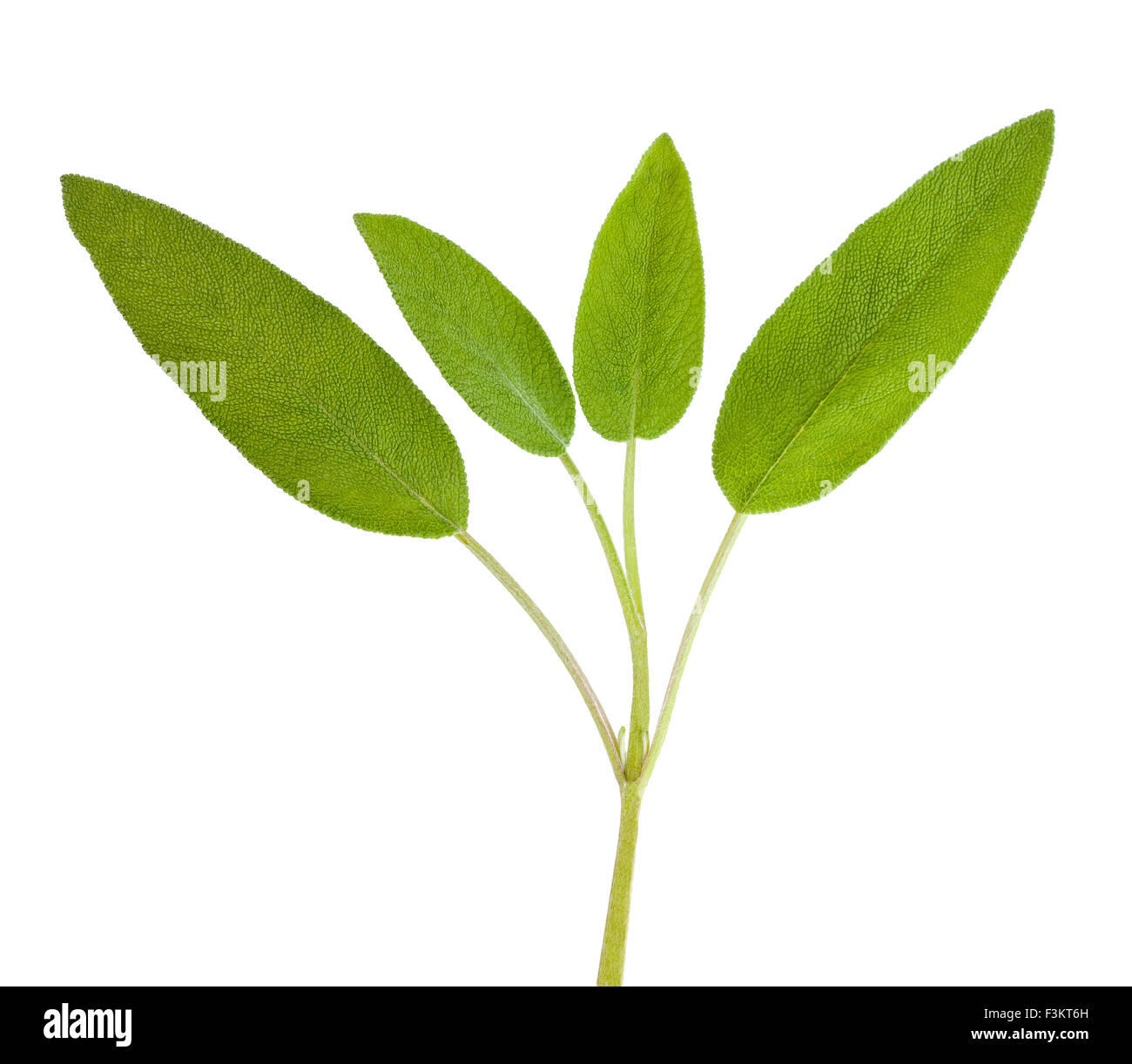 Sprig fresh sage herb hi-res stock photography and images - Alamy