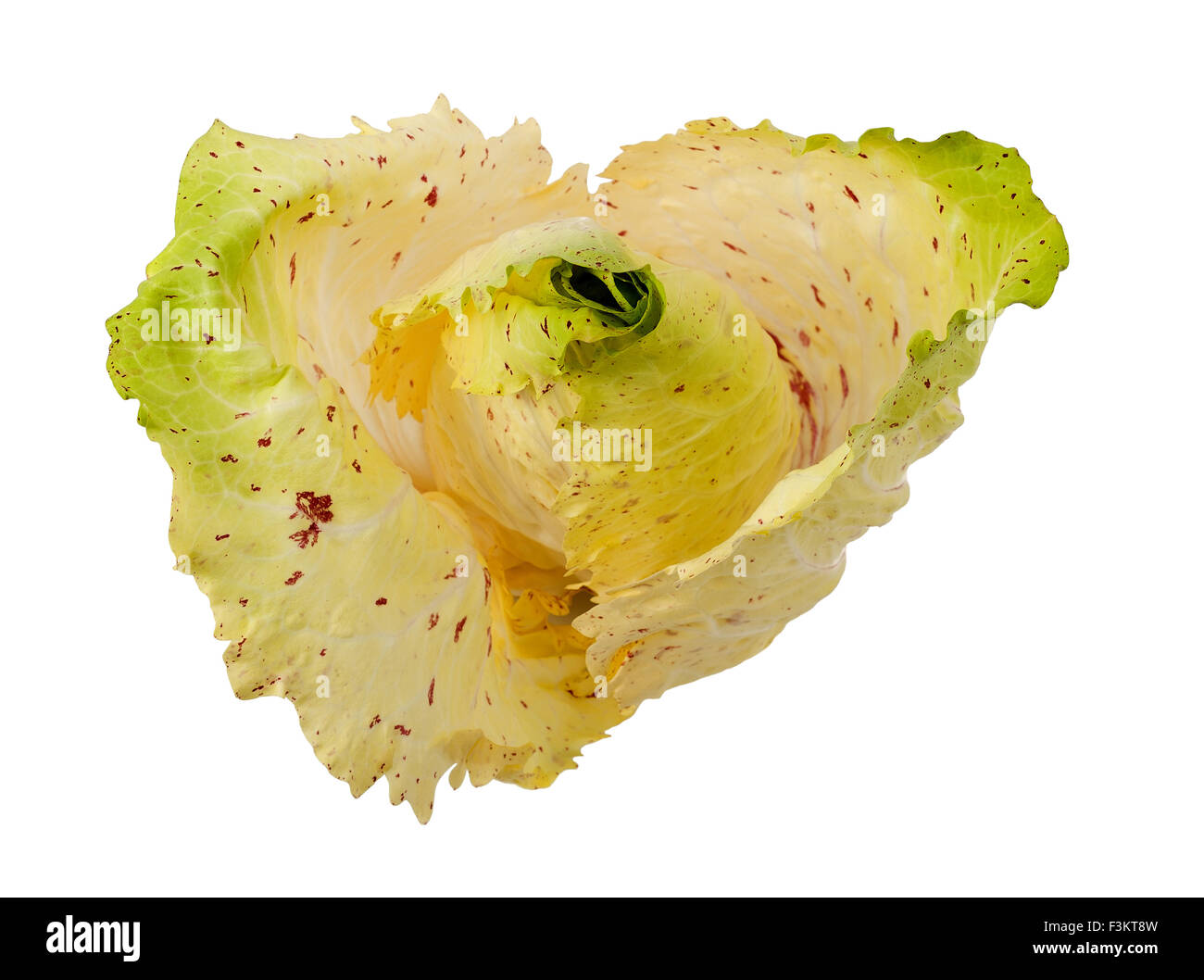 variegated Chicory isolated on white Stock Photo - Alamy