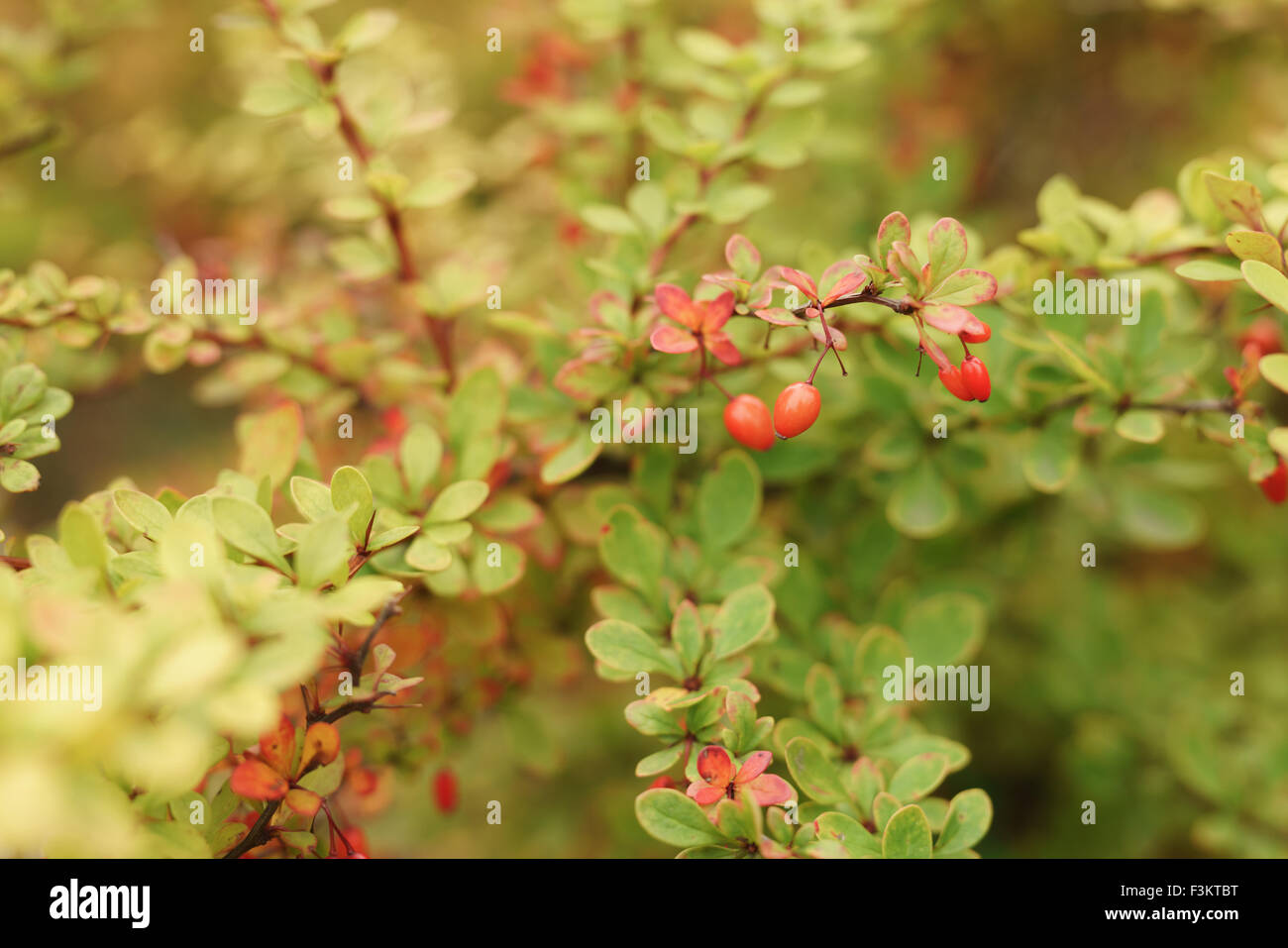 barberry berries on the bush in autumn Stock Photo - Alamy