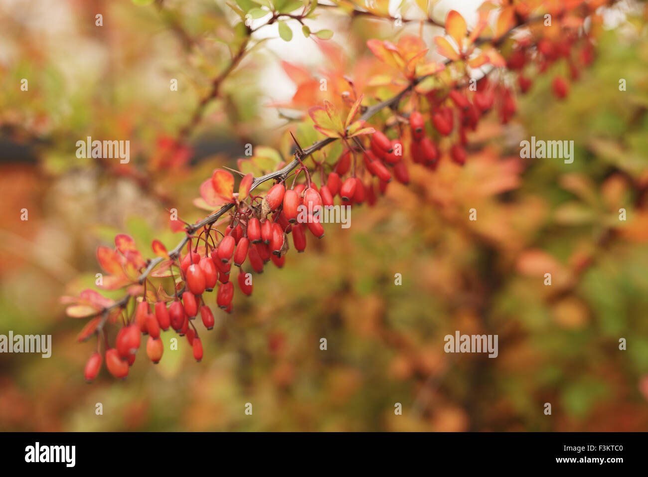 Barberry tree hi-res stock photography and images - Alamy