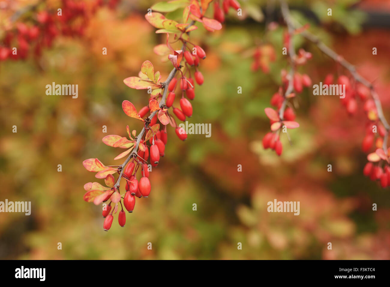barberry berries on the bush in autumn Stock Photo - Alamy