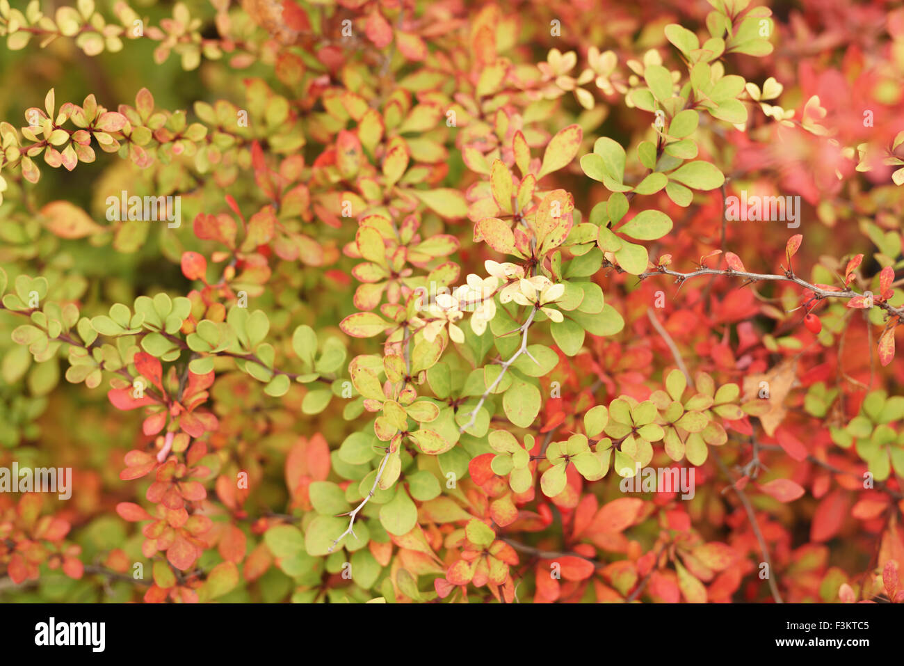 Barberry hi-res stock photography and images - Alamy