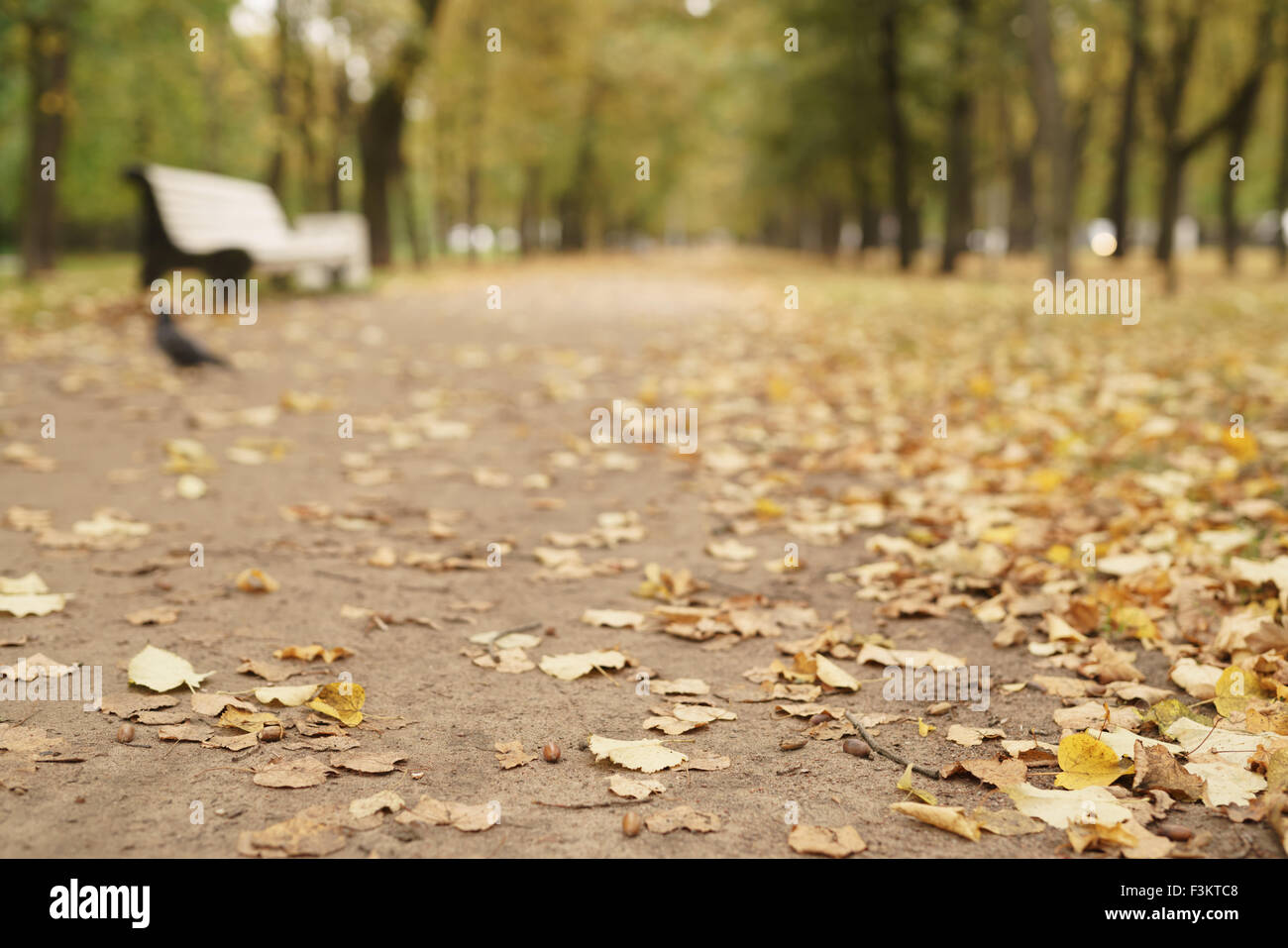 closeup low angle shot on autumn alley Stock Photo - Alamy