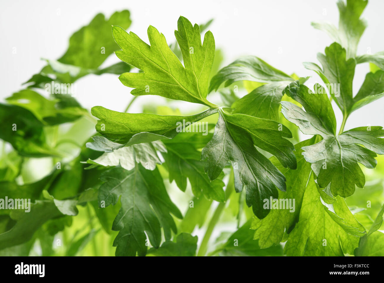 close up photo of fresh parsley Stock Photo - Alamy
