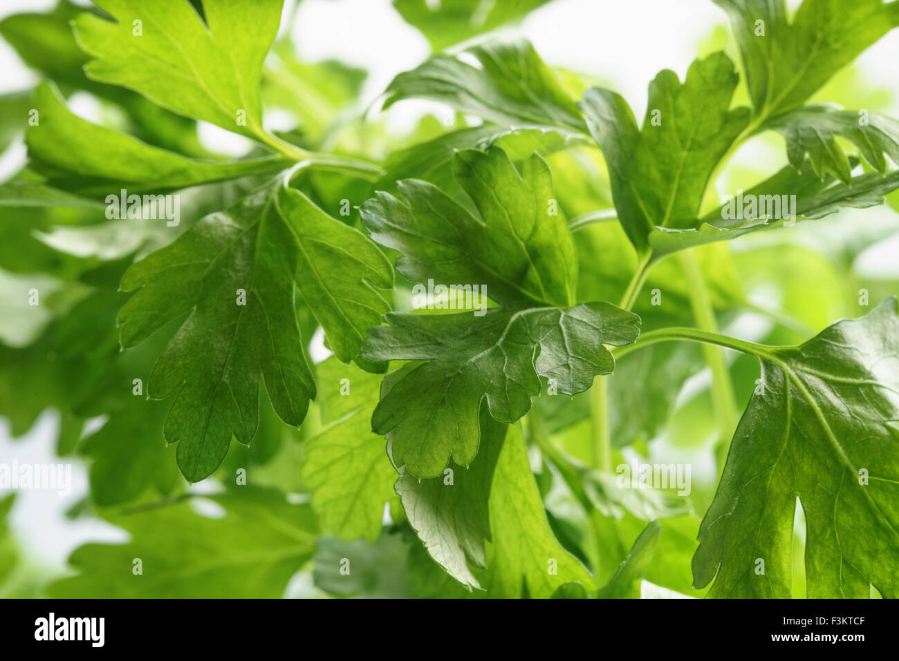 close up photo of fresh parsley Stock Photo - Alamy