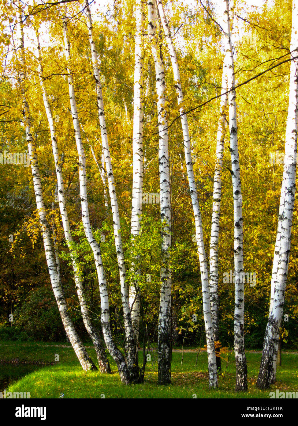 Autumn landscape - birch forest, golden trees Stock Photo - Alamy