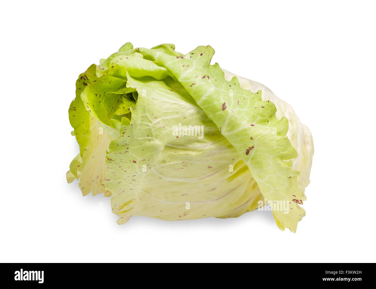 variegated Chicory isolated on white Stock Photo - Alamy