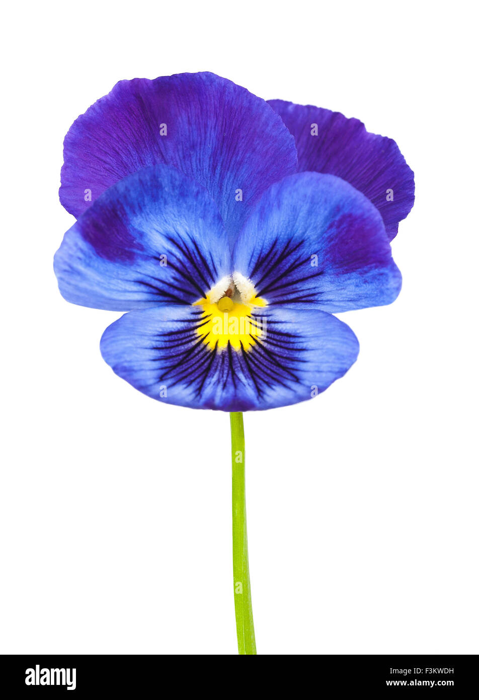 Single violet flower hi-res stock photography and images - Alamy