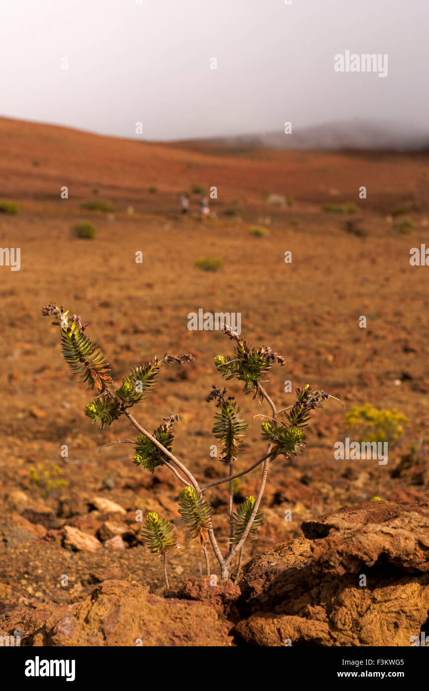 Plant in Puu Ulaula. Maui. Hawaii. Summit of Puu Ulaula with departing ...