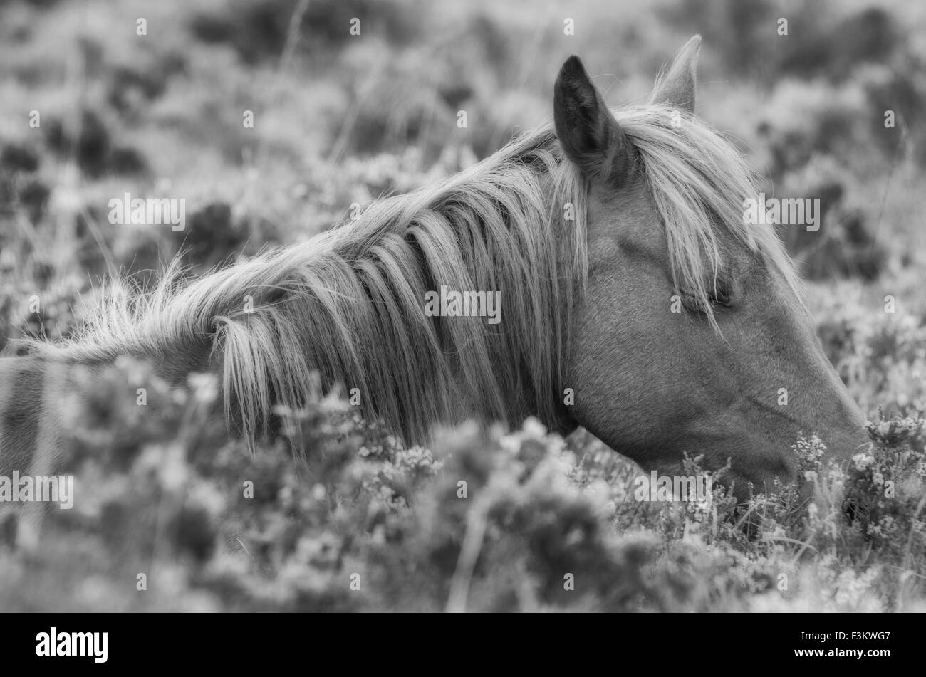 Ponies in wild Black and White Stock Photos & Images - Alamy