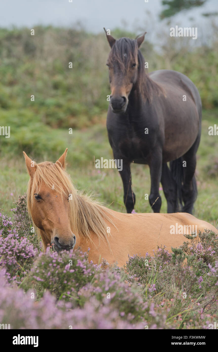 New Forest Ponies Stock Photo - Alamy