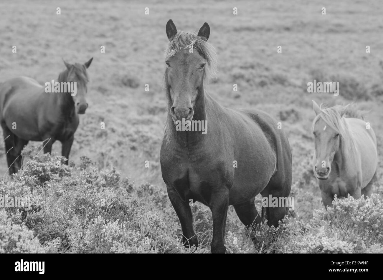 New wildlife hi-res stock photography and images - Alamy